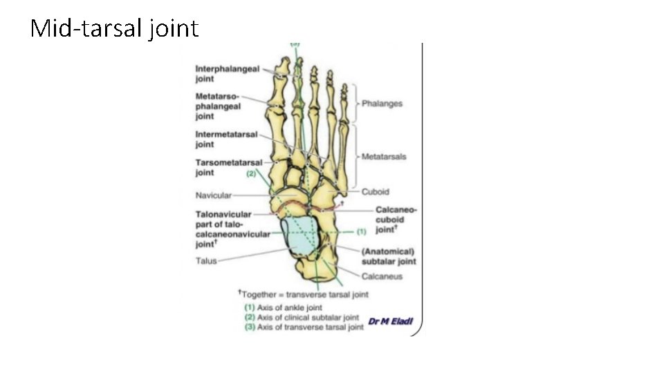 JOINTS OF FOOT By Dr AMBER RANA JR