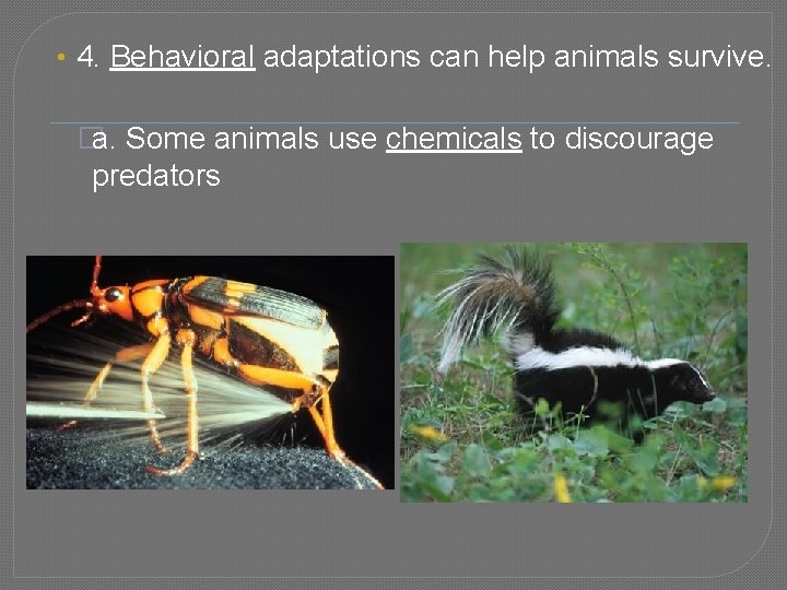 Ch 12 Introduction to Animals Life Science Section