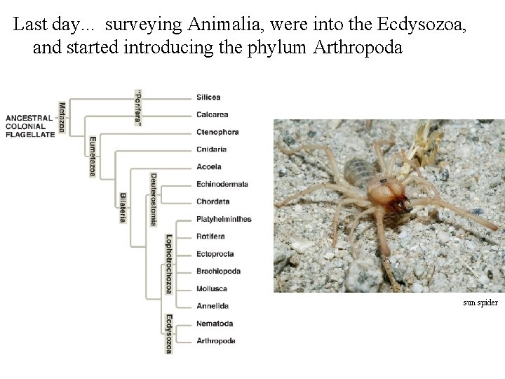 Last day surveying Animalia were into the Ecdysozoa
