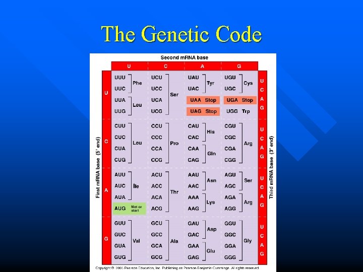 12 3 RNA and Protein Synthesis n 12
