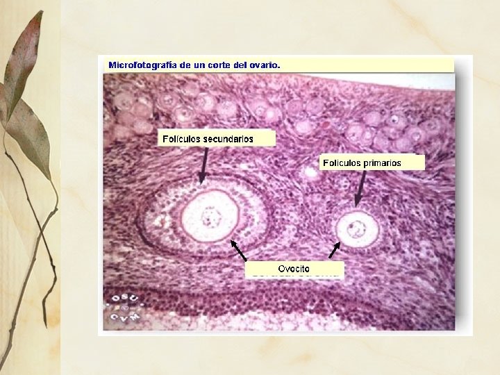 La reproduccin humana Anatoma y Fisiologa Anatoma Anatoma
