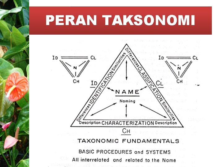 PERAN TAKSONOMI DALAM PENGELOLAAN SUMBER DAYA GENETIK Oleh