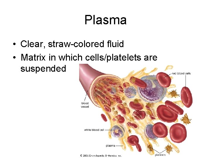 BLOOD Functions Transport of nutrients gases and wastes