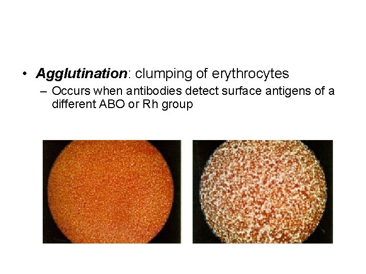 BLOOD Functions Transport of nutrients gases and wastes
