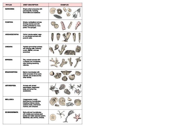 History of Invertebrates Bonneville High School Mr Walker