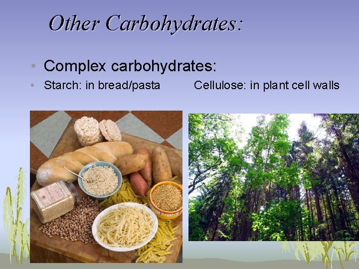Photosynthesis Respiration Food for thought What goes in