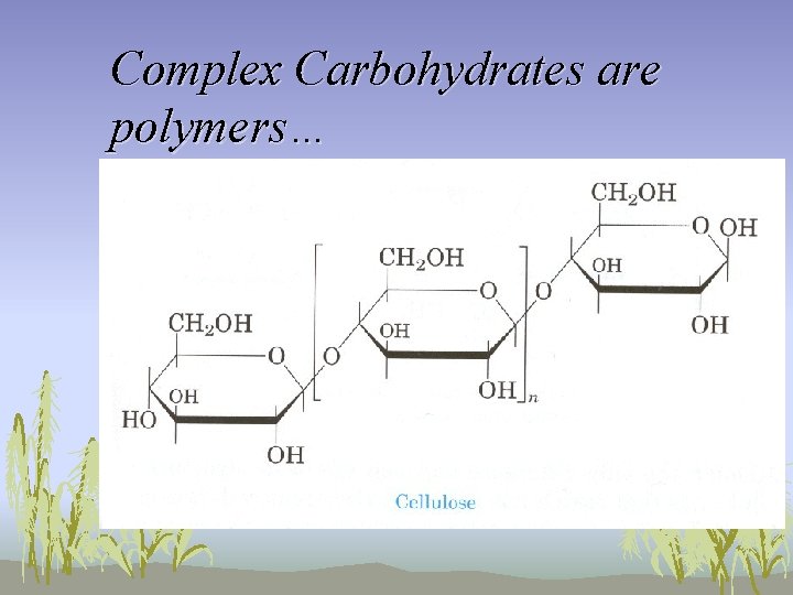 Photosynthesis Respiration Food for thought What goes in
