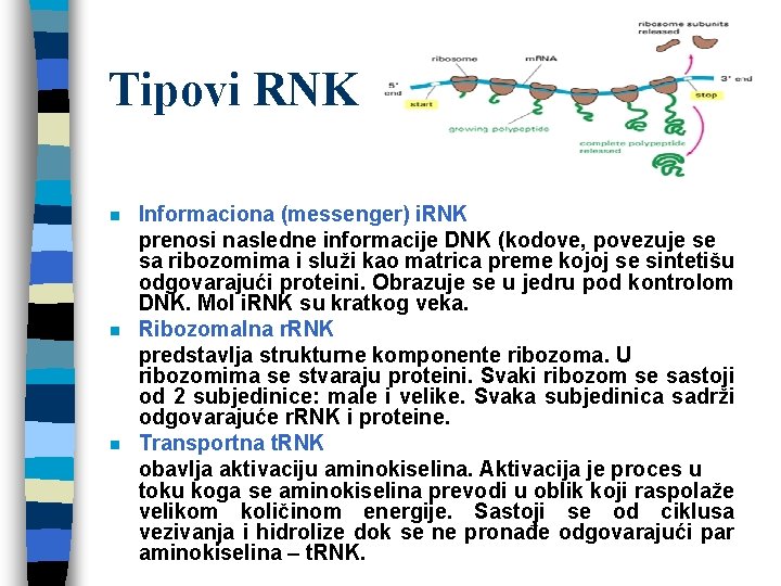 Struktura i funkcija genetikog materijala Biohemijska genetika molekularna