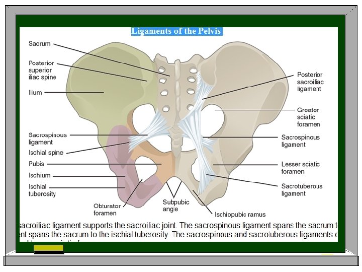 CH 8 The Female pelvis and reproductive organs