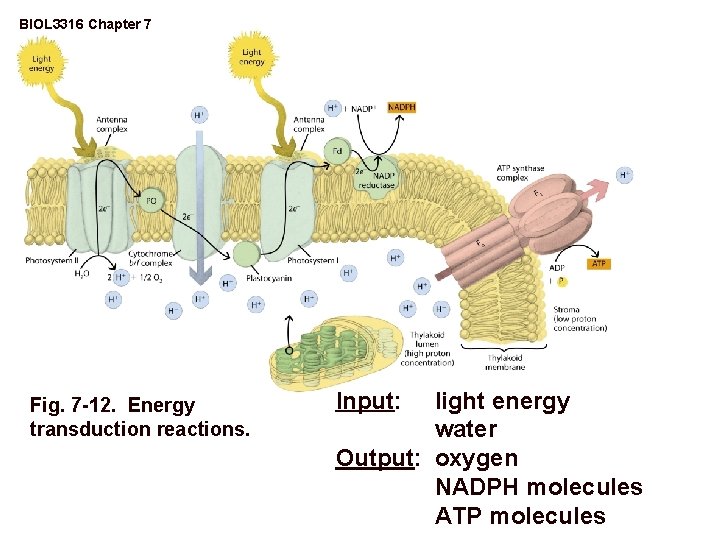BIOL 3316 Chapter 6 Metabolism Respiration Metabolism all