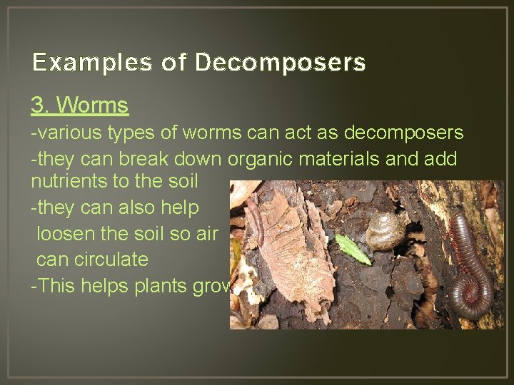 Ecology Decomposers Review Producers Producers are organisms that