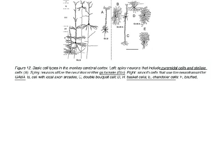 Cortex cerebri Dr Altdorfer OKteszt minta A neocortex
