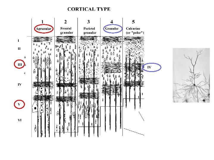 Cortex cerebri Dr Altdorfer OKteszt minta A neocortex