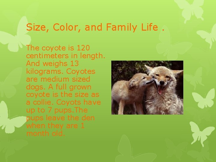 Coyote By Hannah Benner and Jillian Klassen Size