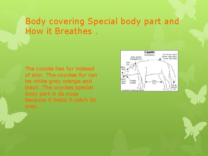 Coyote By Hannah Benner and Jillian Klassen Size