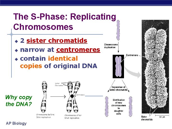 Unit 4 Cell Cycle Mitosis and Meiosis Biology