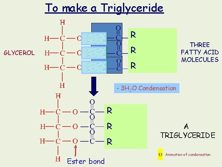 Lipids Pages 16 18 Specification area 3 1