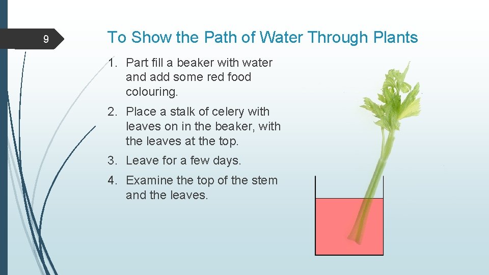 1 Plant Structure and Transport Identify the root
