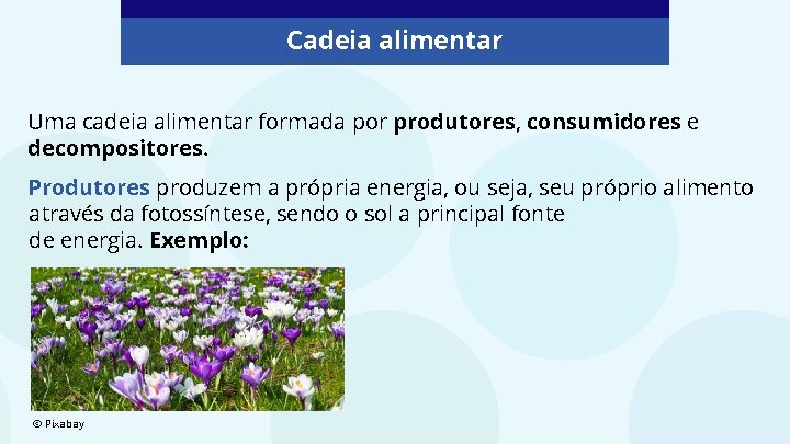 Cadeia alimentar Cincias Habilidade EF 04 CI 05