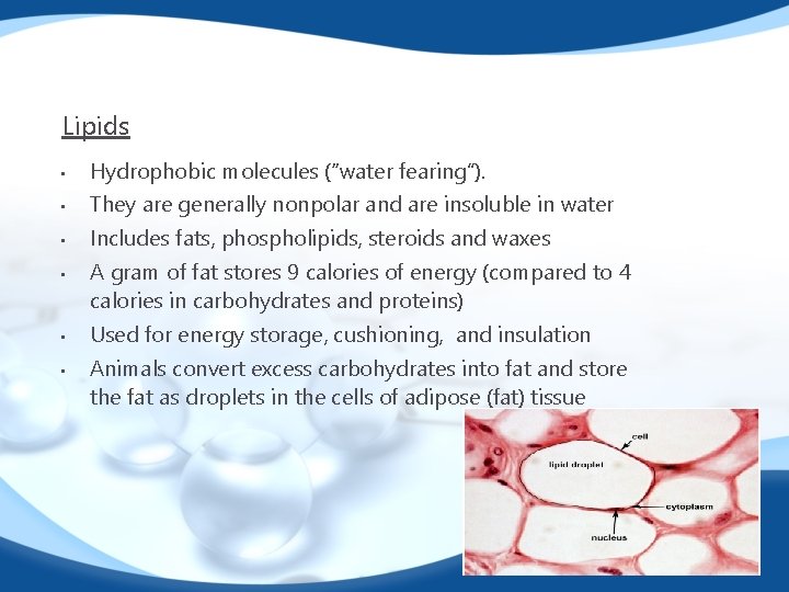 The Chemistry of Life Lipids Ms Richardson SBI