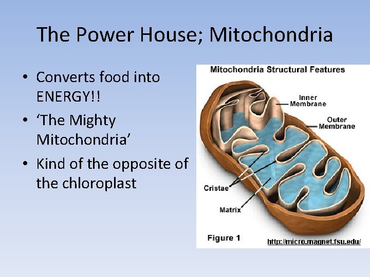 Unicellular Organisms Lets Start With Cells Anyone remember