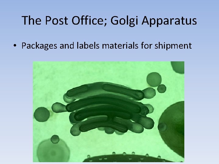 Unicellular Organisms Lets Start With Cells Anyone remember