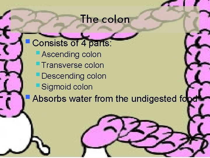 The large intestine and anus Ooh we can