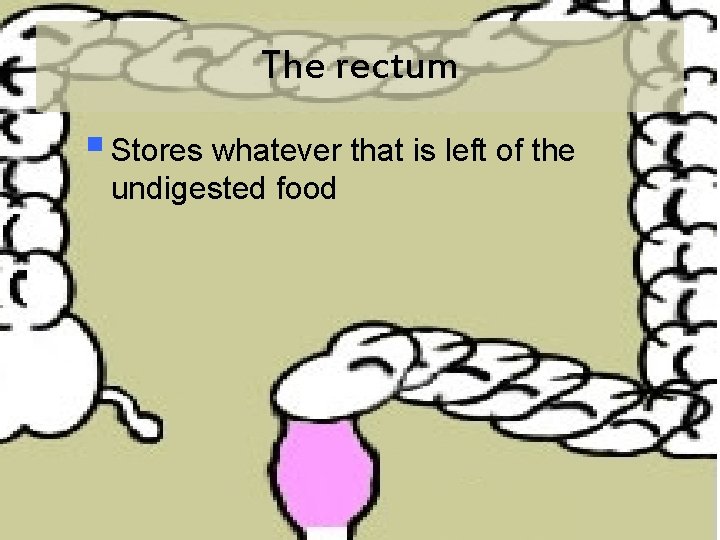 The large intestine and anus Ooh we can