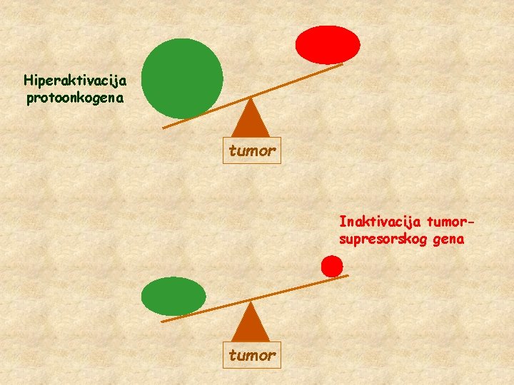 ONKOGENETIKA MONOKLONSKO POREKLO TUMORA PROTOONKOGENI TUMORSUPRESORSKI ...