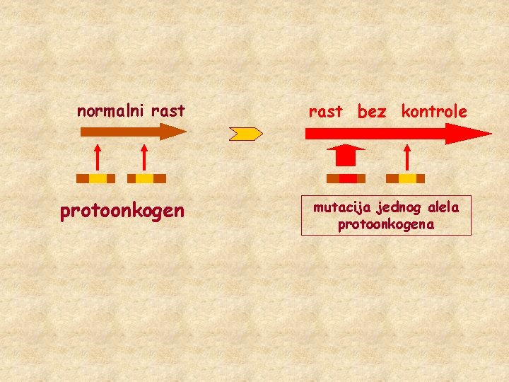 ONKOGENETIKA MONOKLONSKO POREKLO TUMORA PROTOONKOGENI TUMORSUPRESORSKI ...