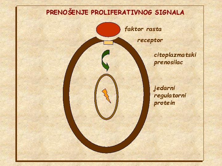 ONKOGENETIKA MONOKLONSKO POREKLO TUMORA PROTOONKOGENI TUMORSUPRESORSKI ...