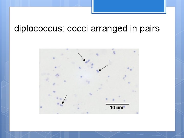 Microbiology Laboratory Procedures Microbiology the study of microbes