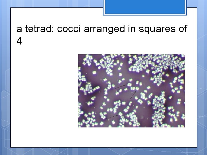 Microbiology Laboratory Procedures Microbiology the study of microbes