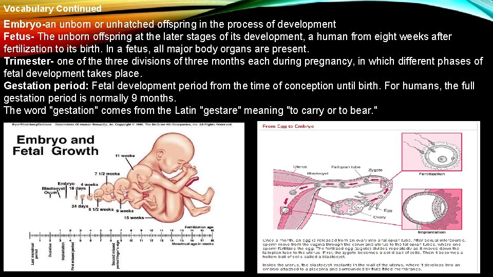 REPRODUCTIONDEVELOPME NT WEEK BY WEEK CHANGES By Mr