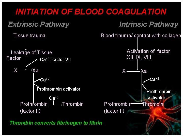 Prothrombin time Dr S Parthasarathy MD DA DNB