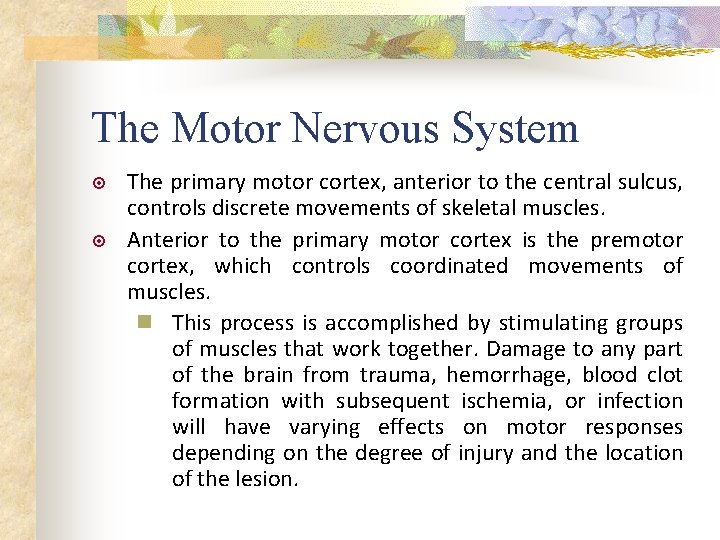 Neurosensory Problems Structural Organization of the Nervous System