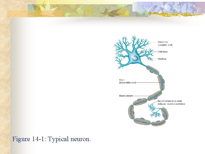 Neurosensory Problems Structural Organization of the Nervous System