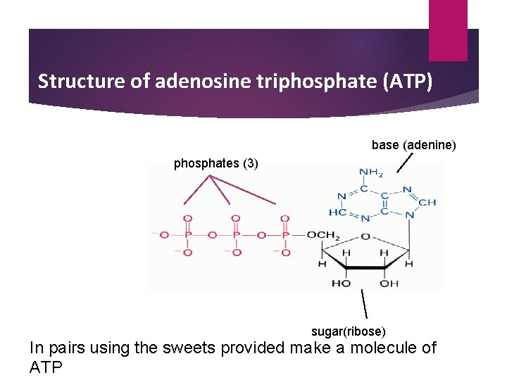 Module 4 Respiration 1 4 1 WHY DO