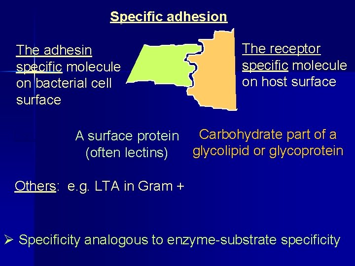 Bacterial Interactions with Host Medical Microbiology SBM 2044