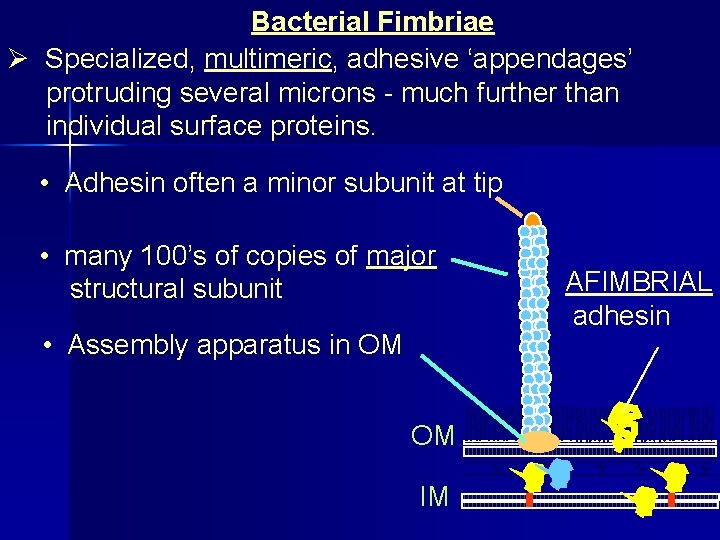 Bacterial Interactions with Host Medical Microbiology SBM 2044