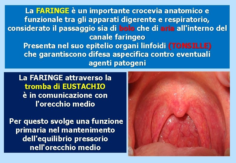 BIOLOGIA slide n 39 APPARATO RESPIRATORIO La respirazione
