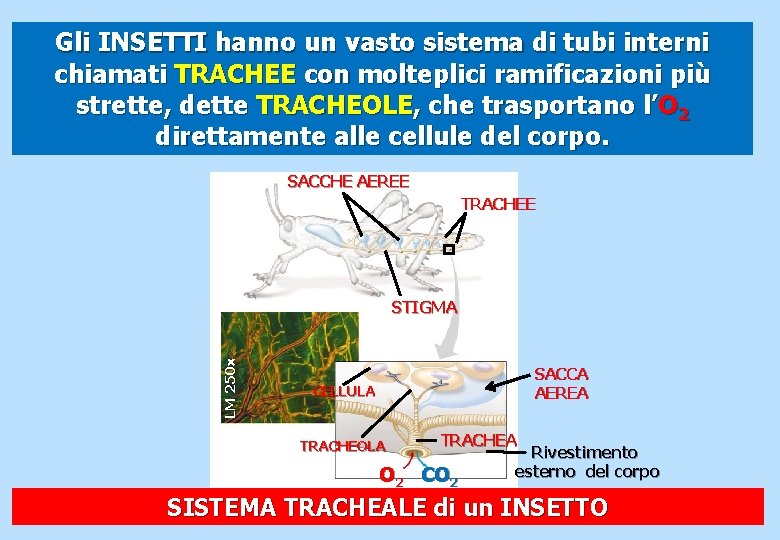 BIOLOGIA slide n 39 APPARATO RESPIRATORIO La respirazione