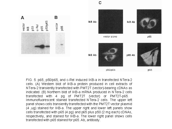 NFB family and Signal Transduction Pathway NFB Family