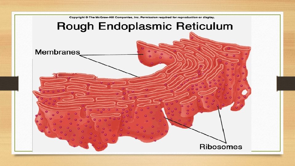 A Tour of the Cell Coach Lott Prokaryotic