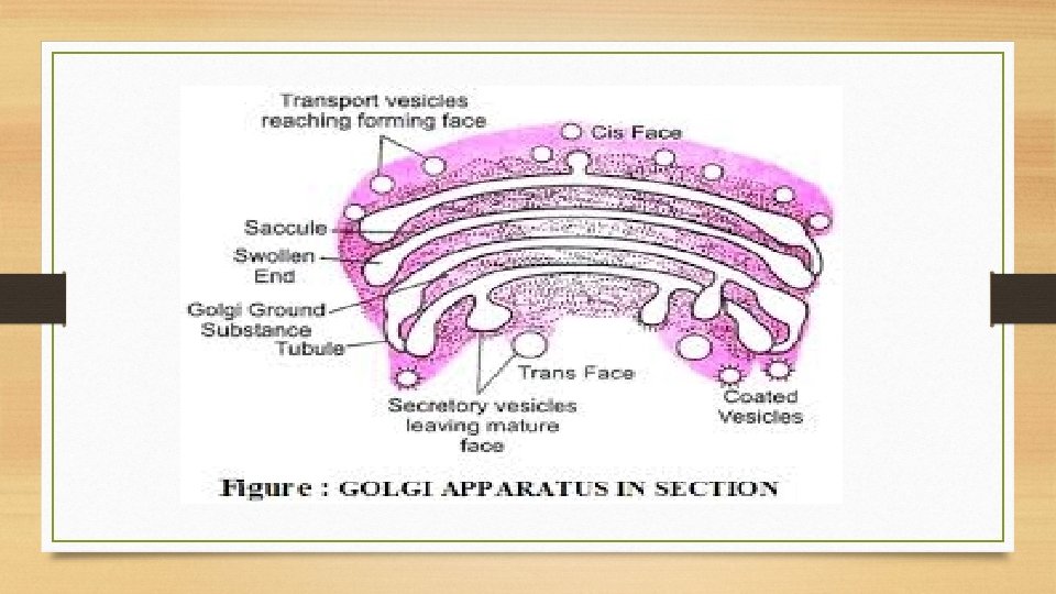 A Tour of the Cell Coach Lott Prokaryotic