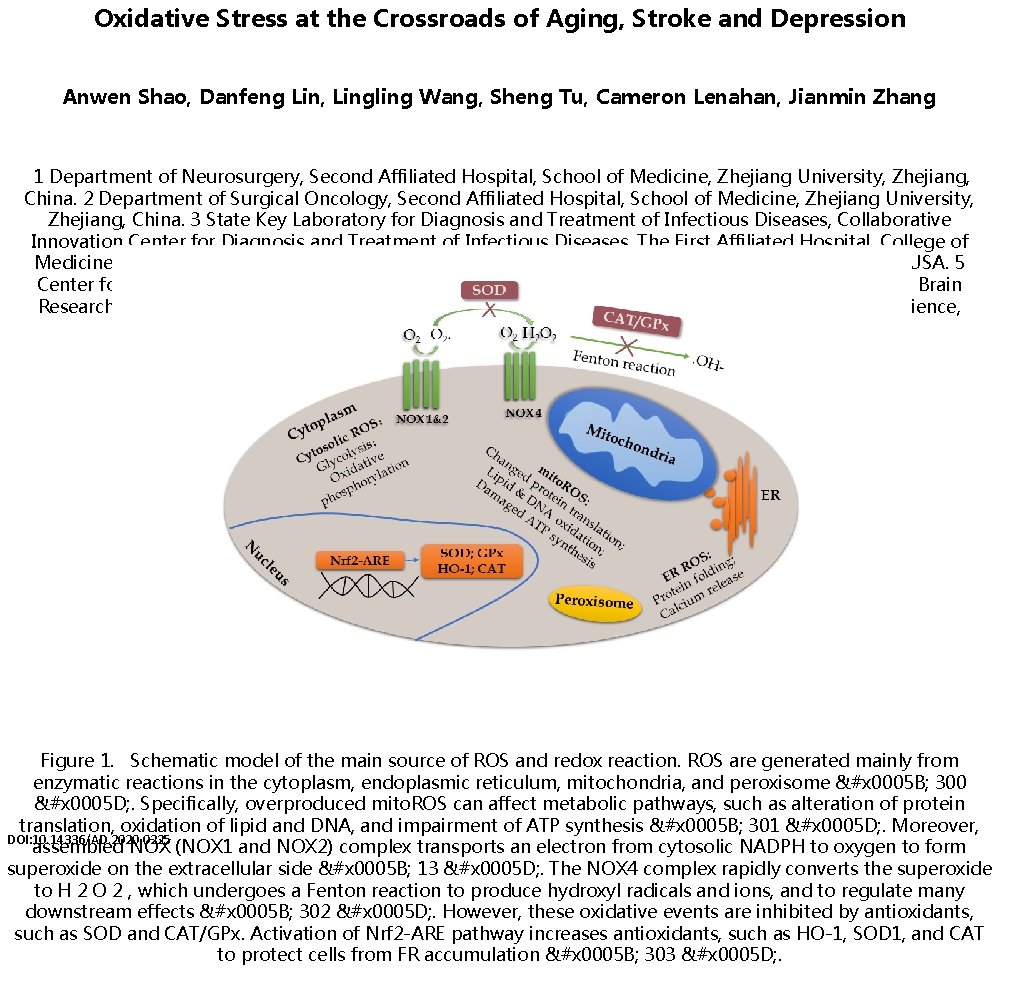 Oxidative Stress at the Crossroads of Aging Stroke
