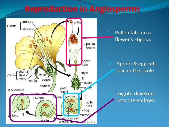 Angiosperms Section 5 3 Pages 151 157 Angiosperms