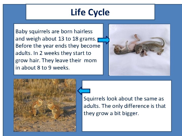 Squirrels V By Ariela Rivera Animal Facts Descriptions