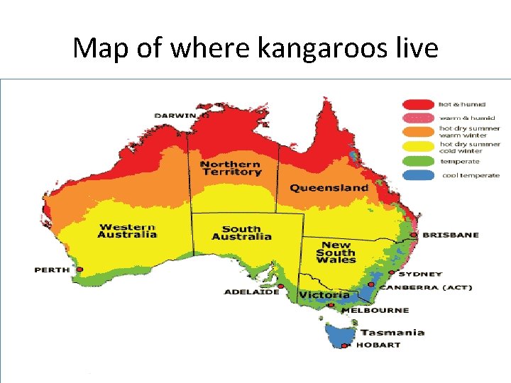 Kangaroos By Lily Blum Table of Contents Habitat