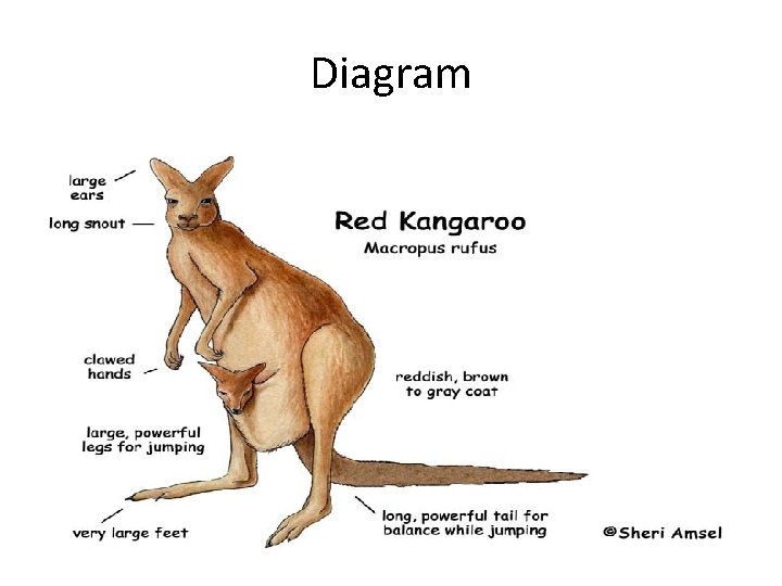 Kangaroos By Lily Blum Table of Contents Habitat